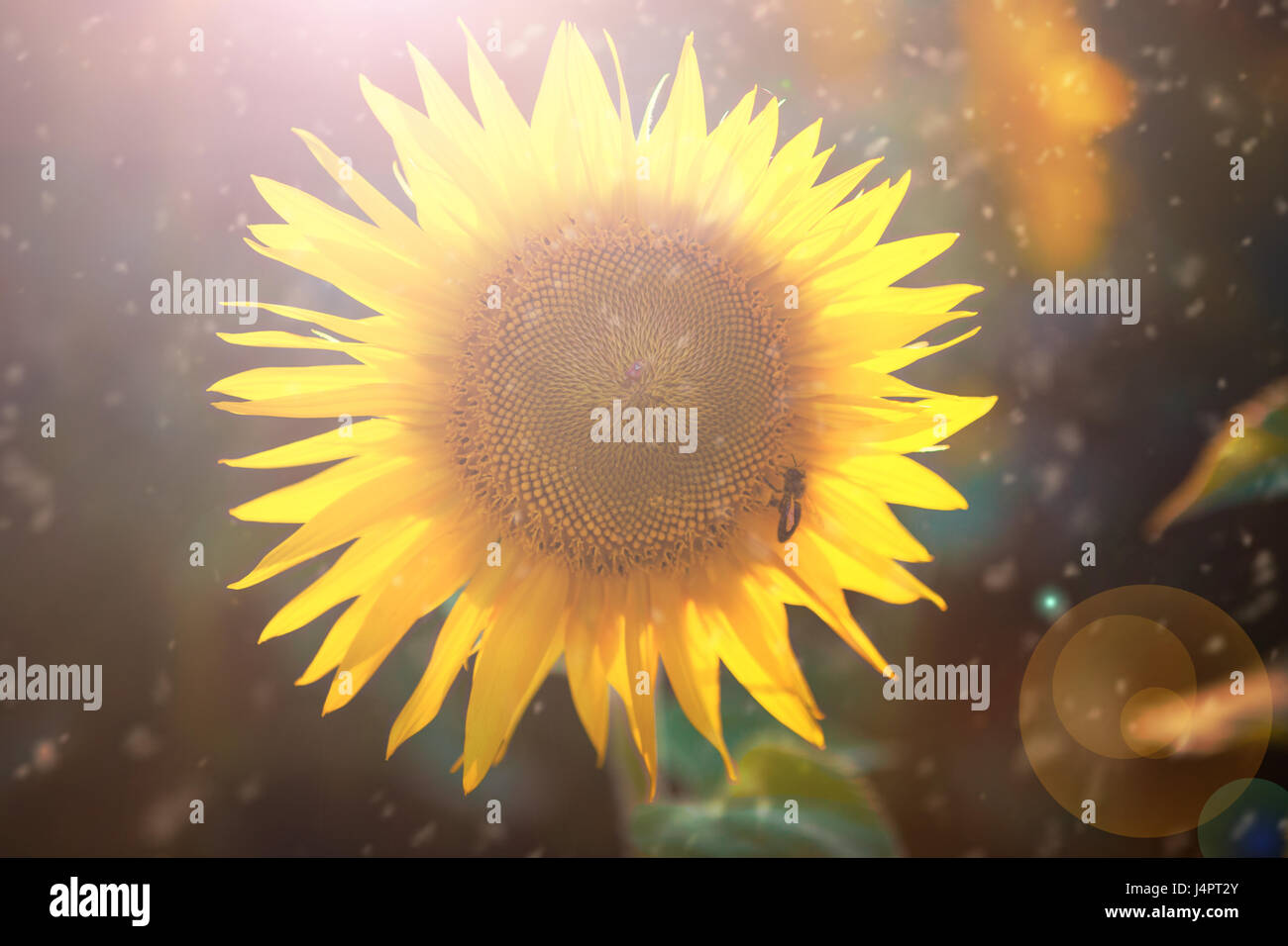 Corolla disk organic sunflower in agriculture field. Selective focus ...