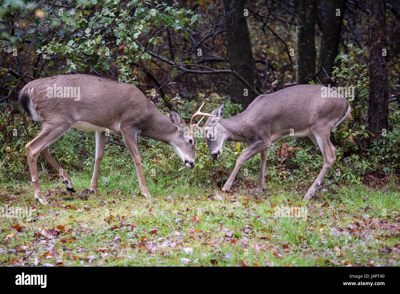 6 point buck hi-res stock photography and images - Alamy