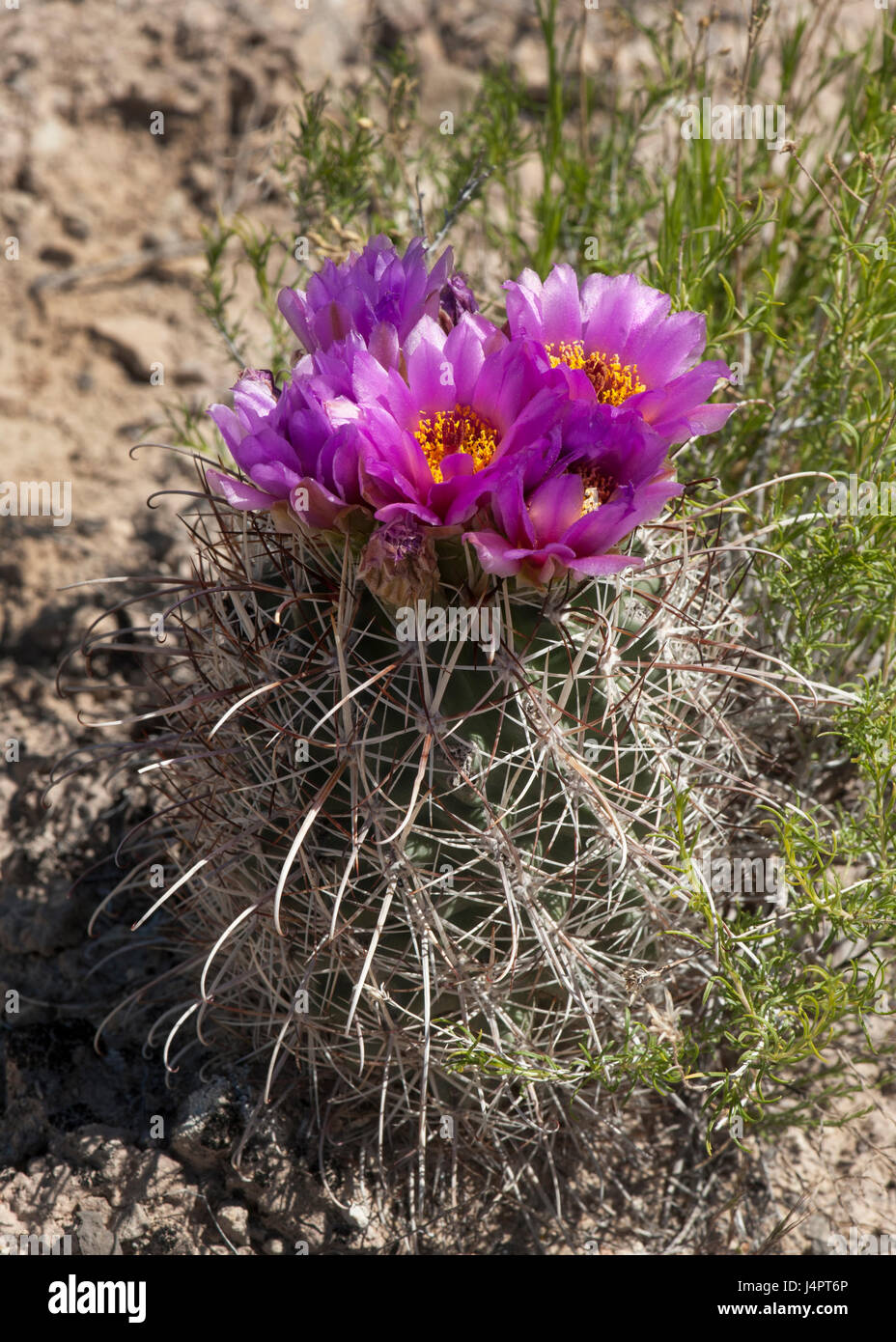 Sclerocactus whipplei wildflower hi-res stock photography and images ...