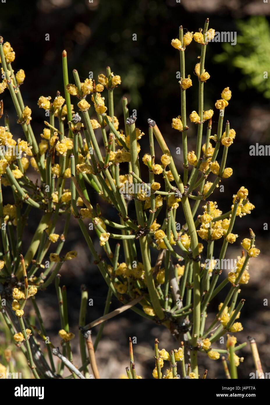 Mormon tea hi-res stock photography and images - Alamy