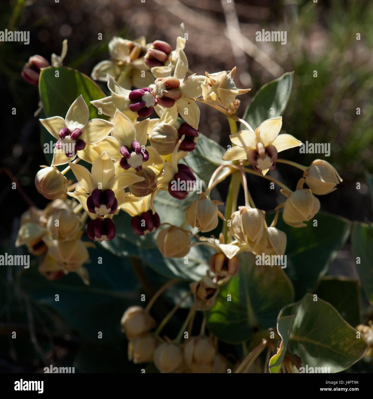 Pallid milkweed hi-res stock photography and images - Alamy