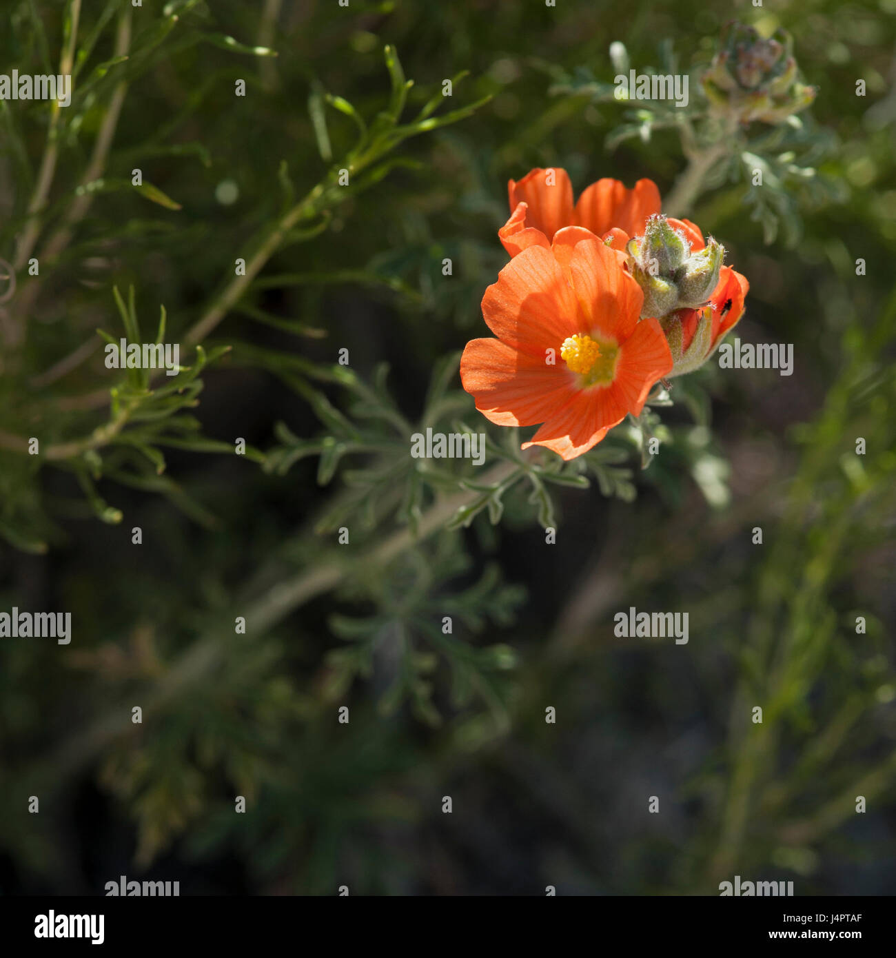 Scarlet globemallow sphaeralcea coccinea hi-res stock photography and ...