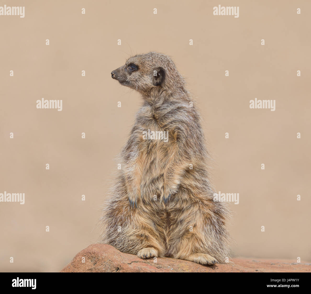 Meer cat cute hi-res stock photography and images - Alamy