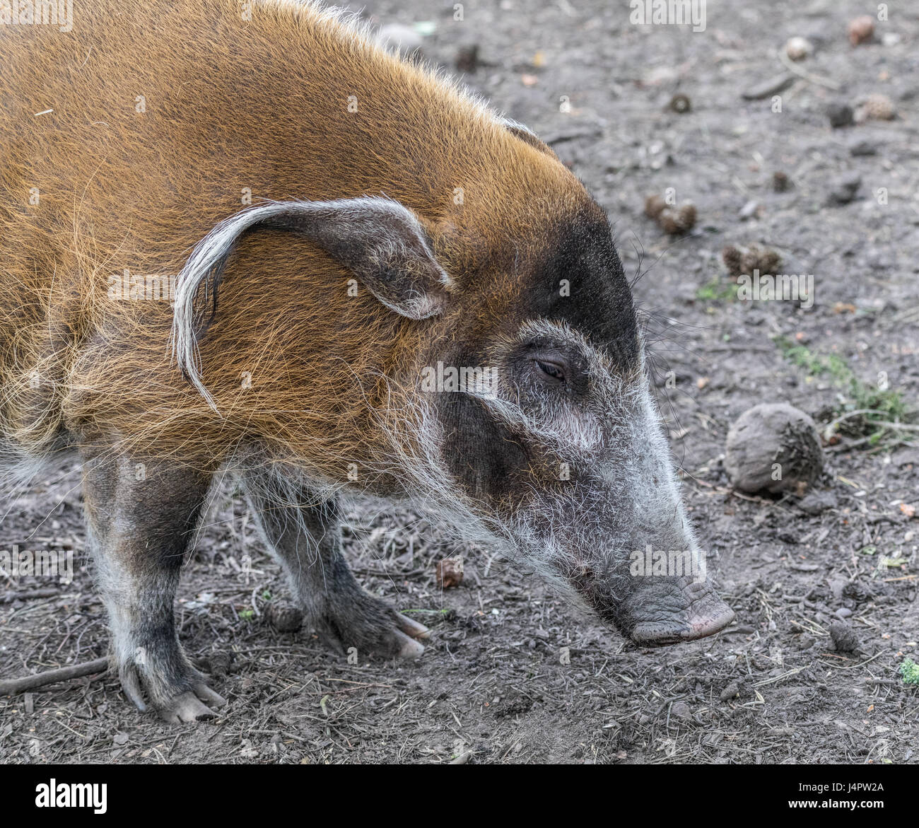Red river hog close up image Stock Photo - Alamy