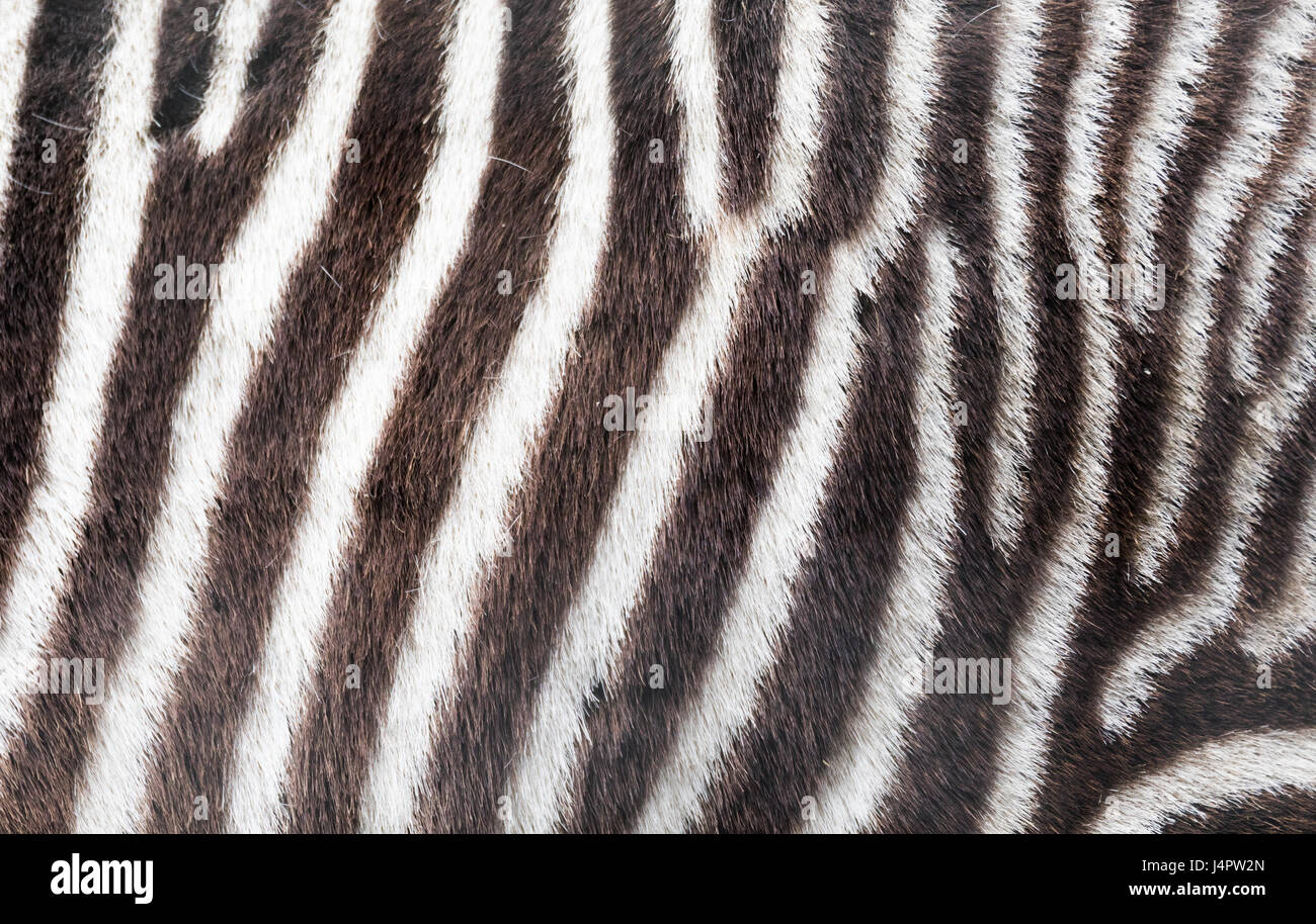 Zebra close up of stripes Stock Photo - Alamy