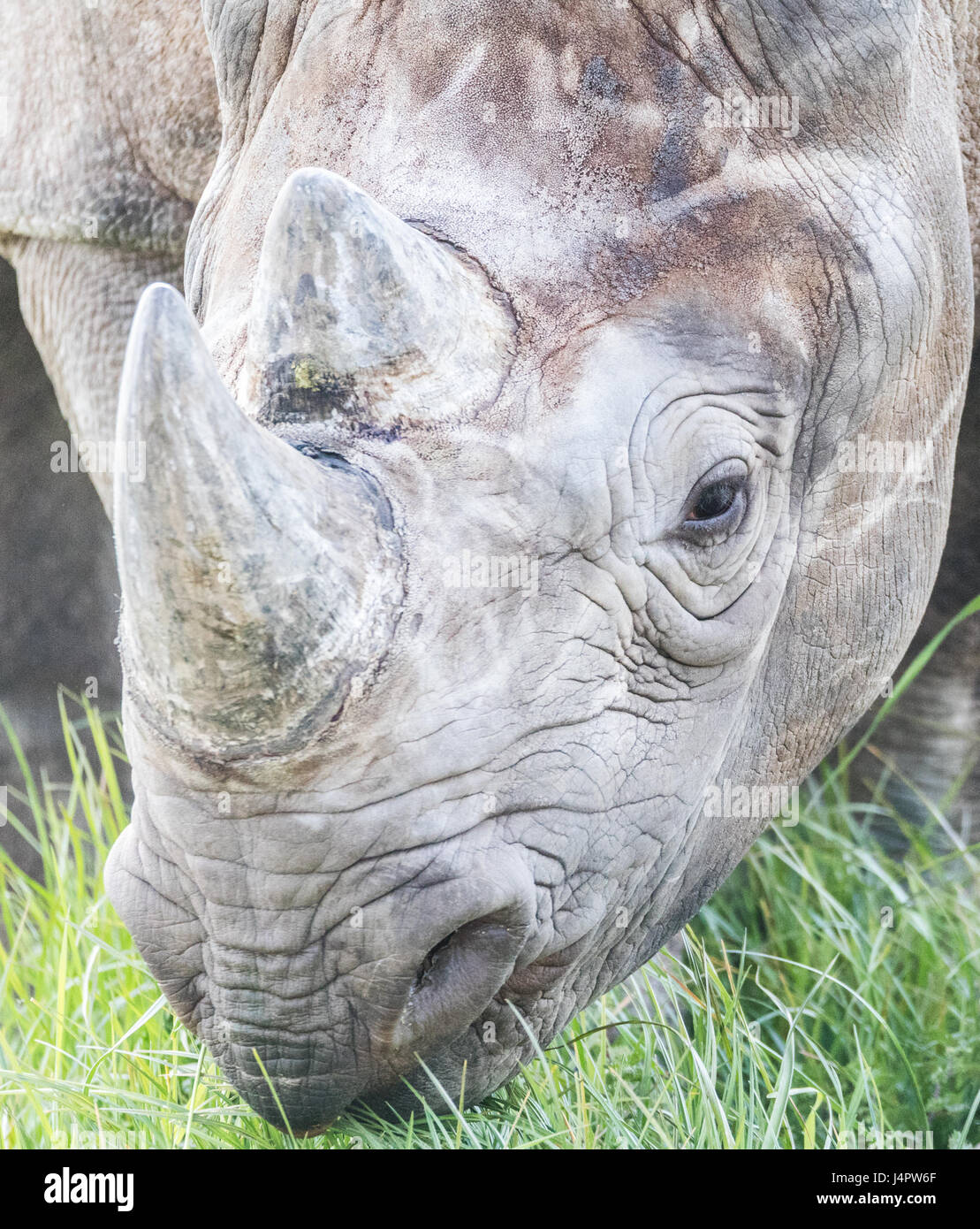 Rhino eating close up shot Stock Photo - Alamy