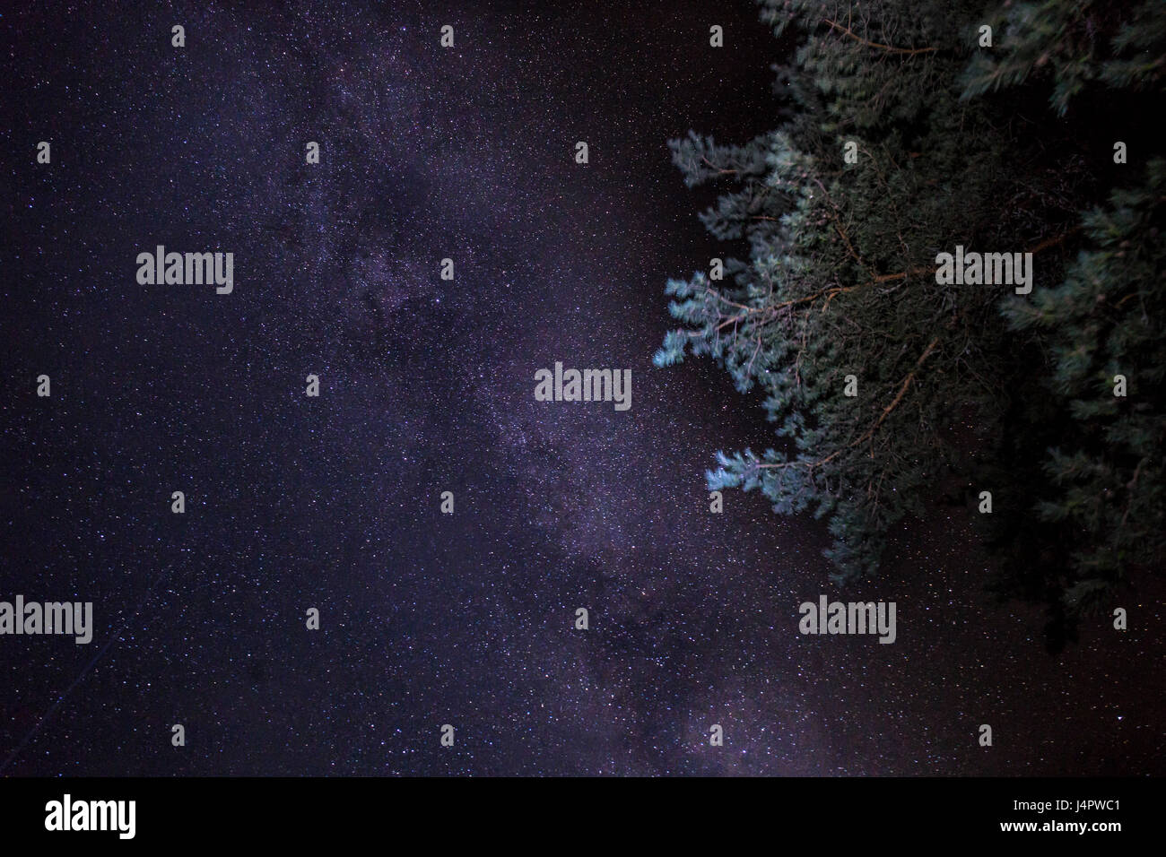 Night starry sky beautiful scene with trees Stock Photo - Alamy