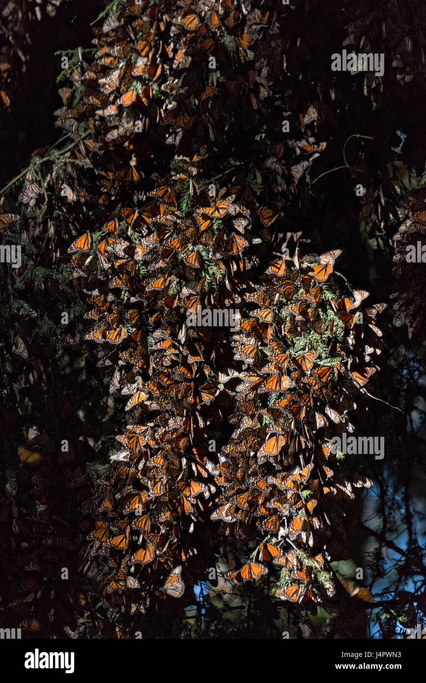 Monarch Butterflies mass together for warmth at the El Capulin Monarch ...