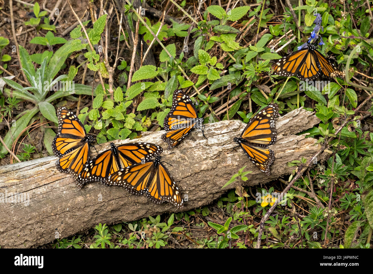 Monarch Butterflies warm in the sun at the El Capulin Monarch Butterfly ...