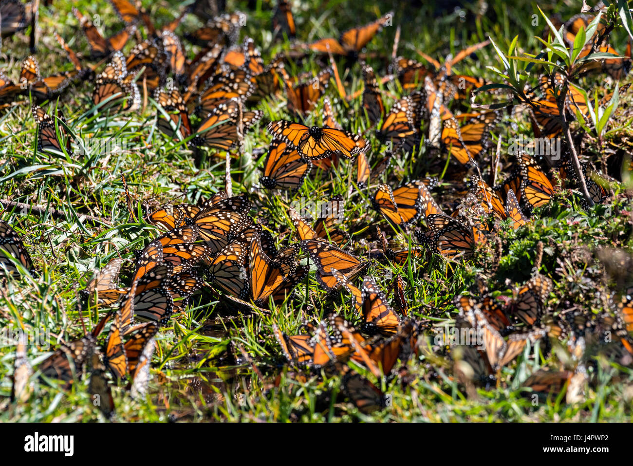 Monarch Butterflies sun on a patch of grass in the forest at the El ...