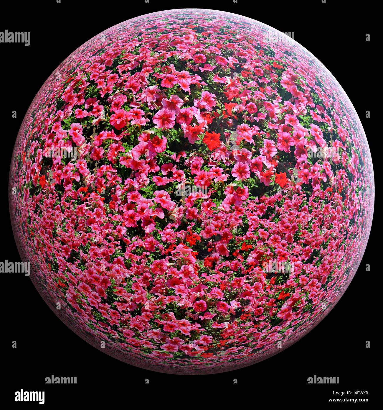 red flowers on the sphere of the earth Stock Photo - Alamy