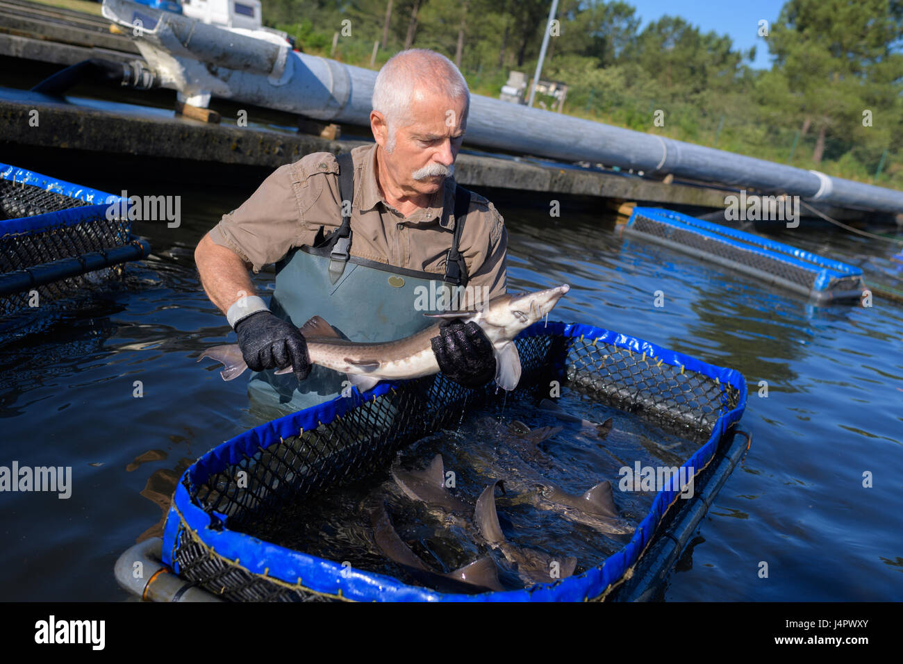 measuring the fish Stock Photo - Alamy
