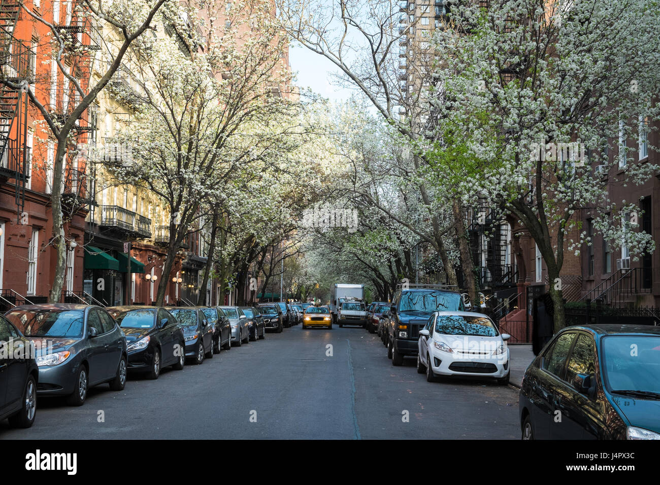 Cherry trees blooming along residential street in New York City Stock ...