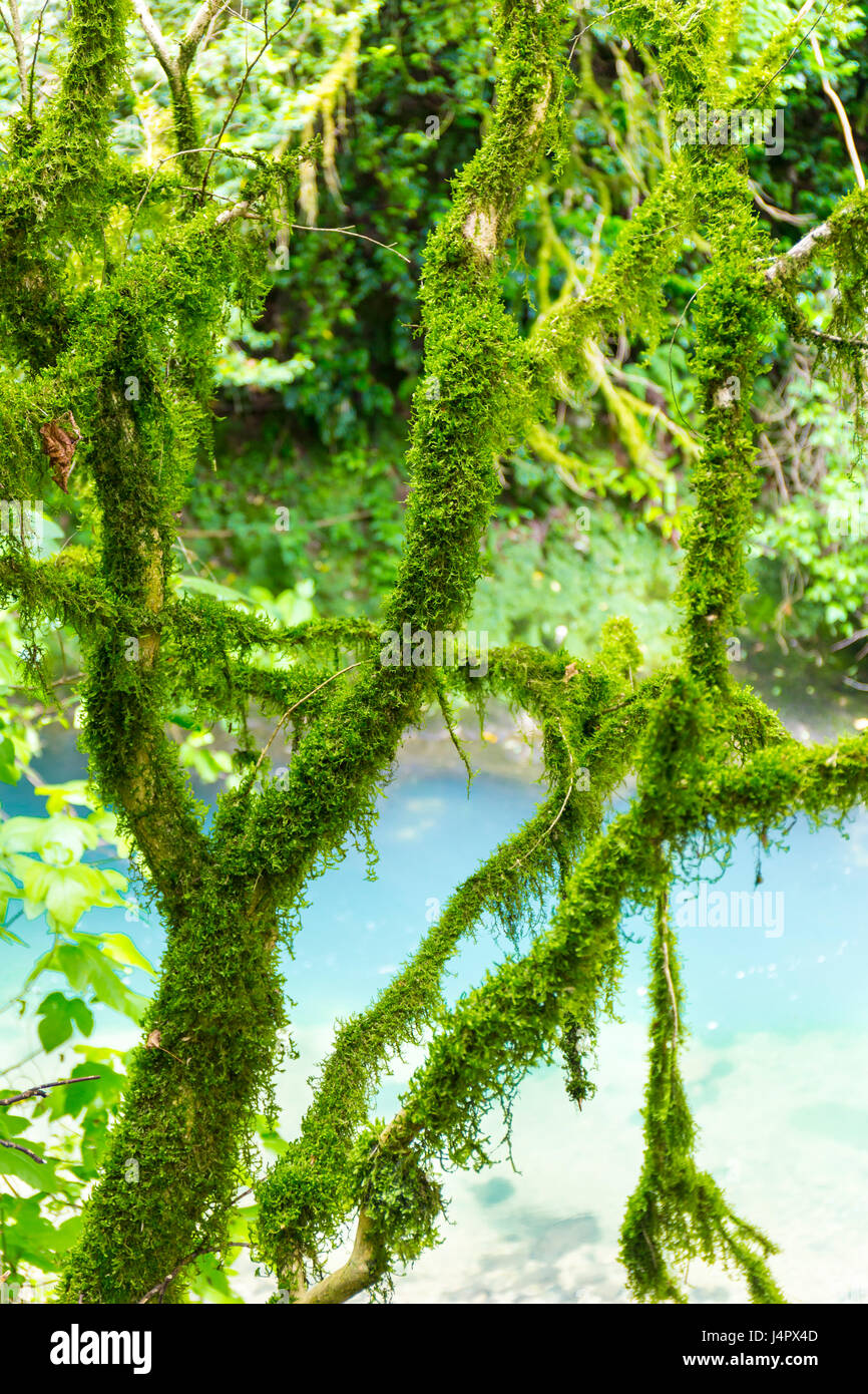 Boxwood trees hi-res stock photography and images - Alamy