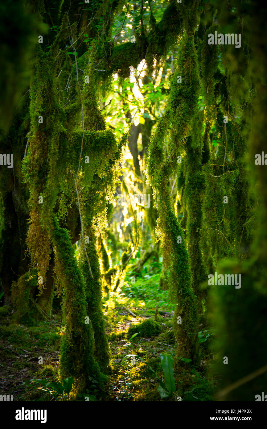 Boxwood mossy trees with sunlight at deep wild forest Stock Photo - Alamy