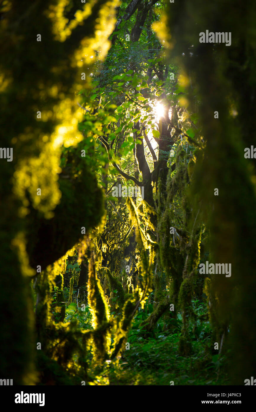 Boxwood mossy trees with sunlight at deep wild forest Stock Photo - Alamy