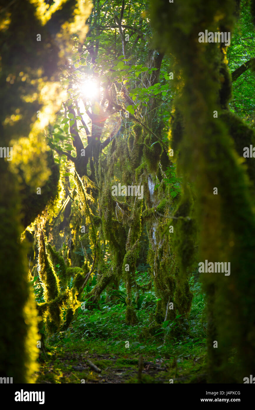 Boxwood mossy trees with sunlight at deep wild forest Stock Photo - Alamy