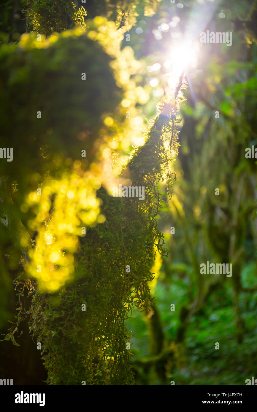 Boxwood mossy trees with sunlight at deep wild forest Stock Photo - Alamy