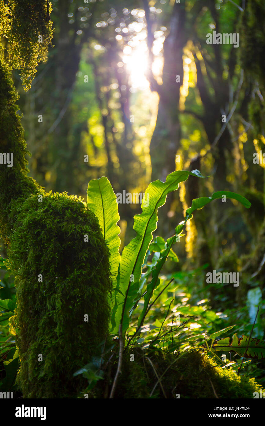 Boxwood mossy trees with sunlight at deep wild forest Stock Photo - Alamy