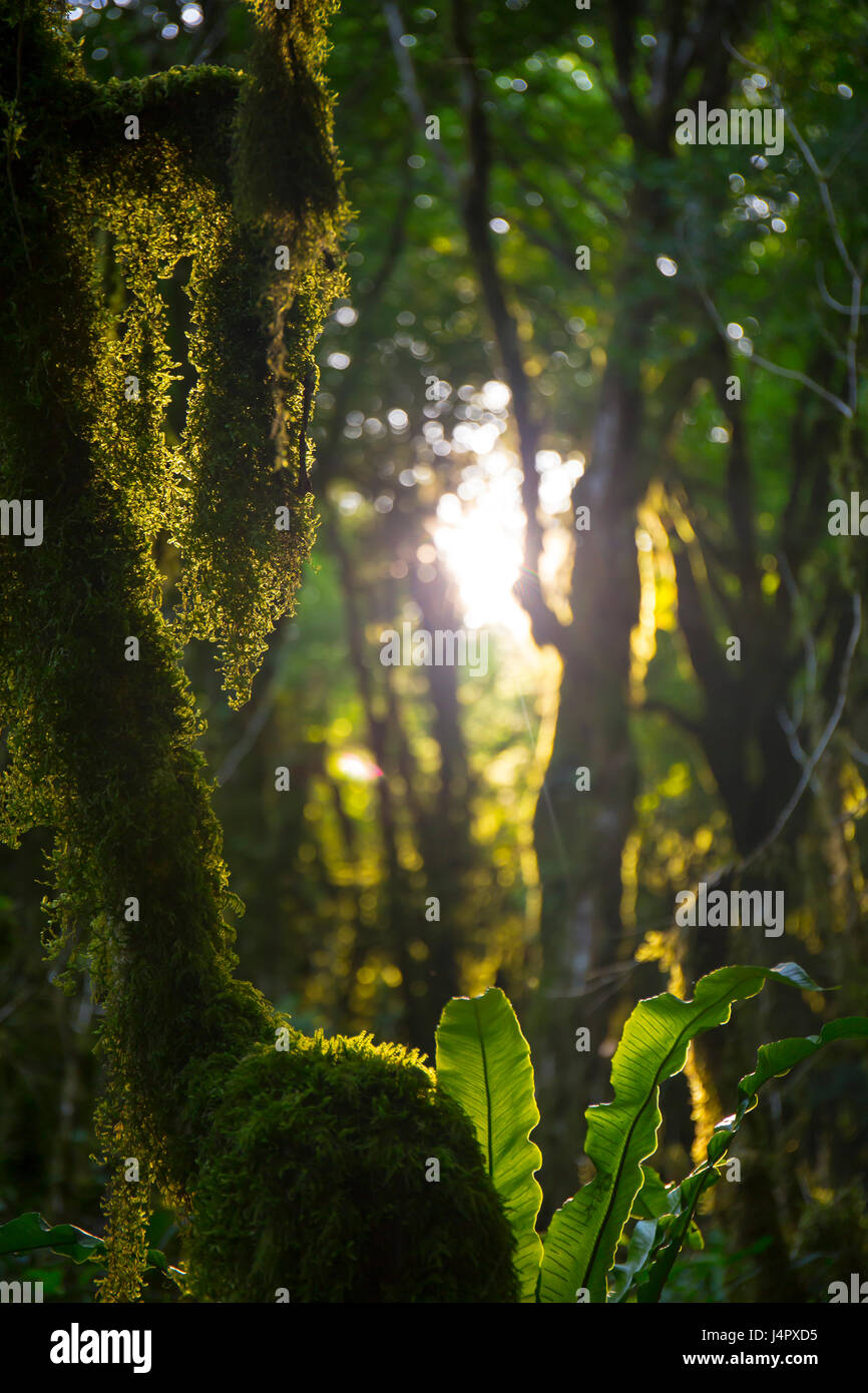 Boxwood mossy trees with sunlight at deep wild forest Stock Photo - Alamy
