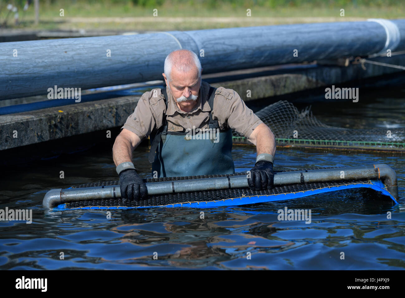 the harvest of farmed fish Stock Photo - Alamy