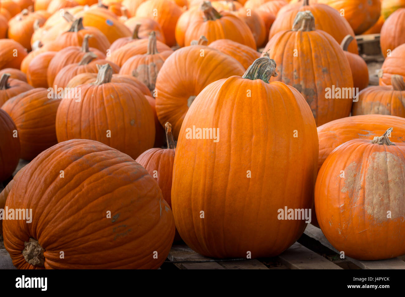 Large Pumpkin with Many Other Around it Stock Photo - Alamy