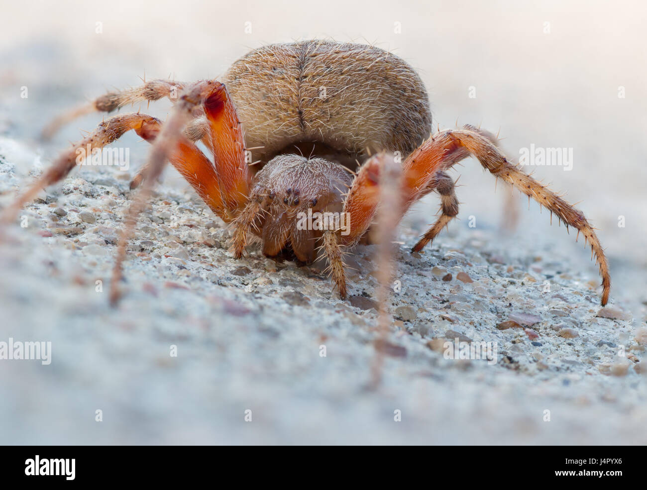 Macro picture of spider on the ground Stock Photo - Alamy