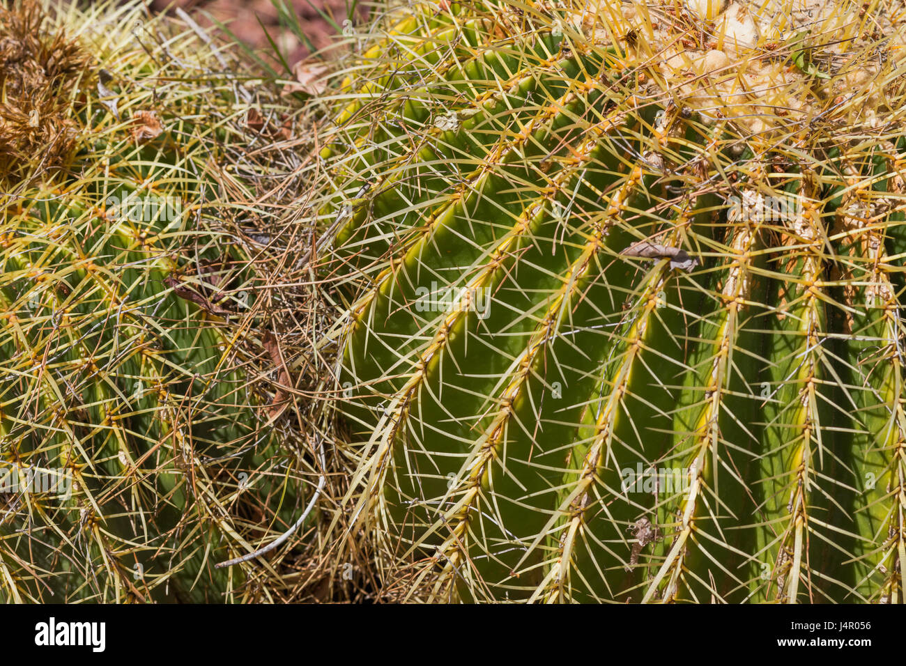 Cactus close up view with natural light Stock Photo - Alamy