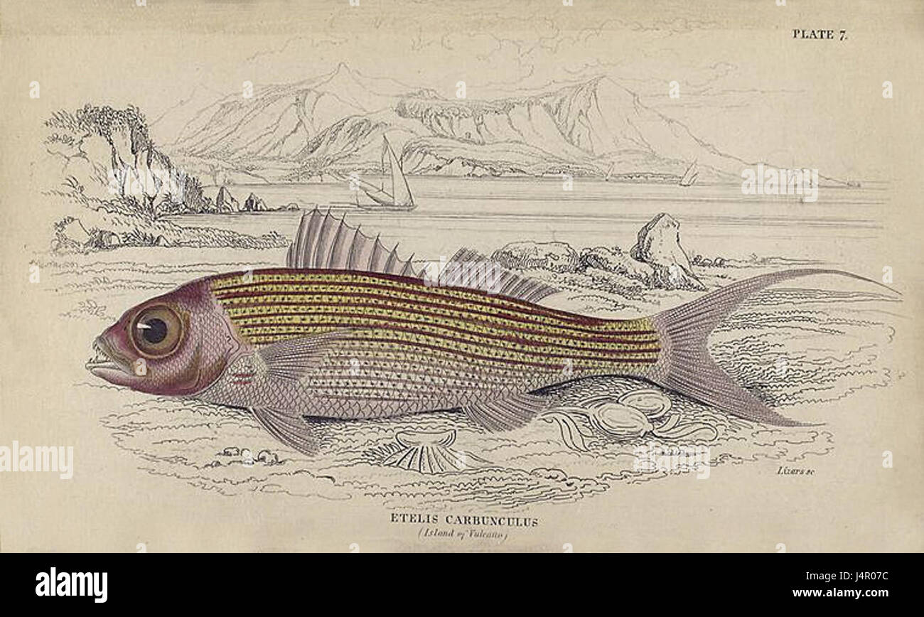 Etelis carbunculus hi-res stock photography and images - Alamy