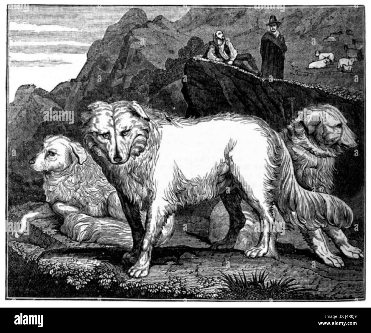 Livestock guarding dogs Black and White Stock Photos & Images - Alamy