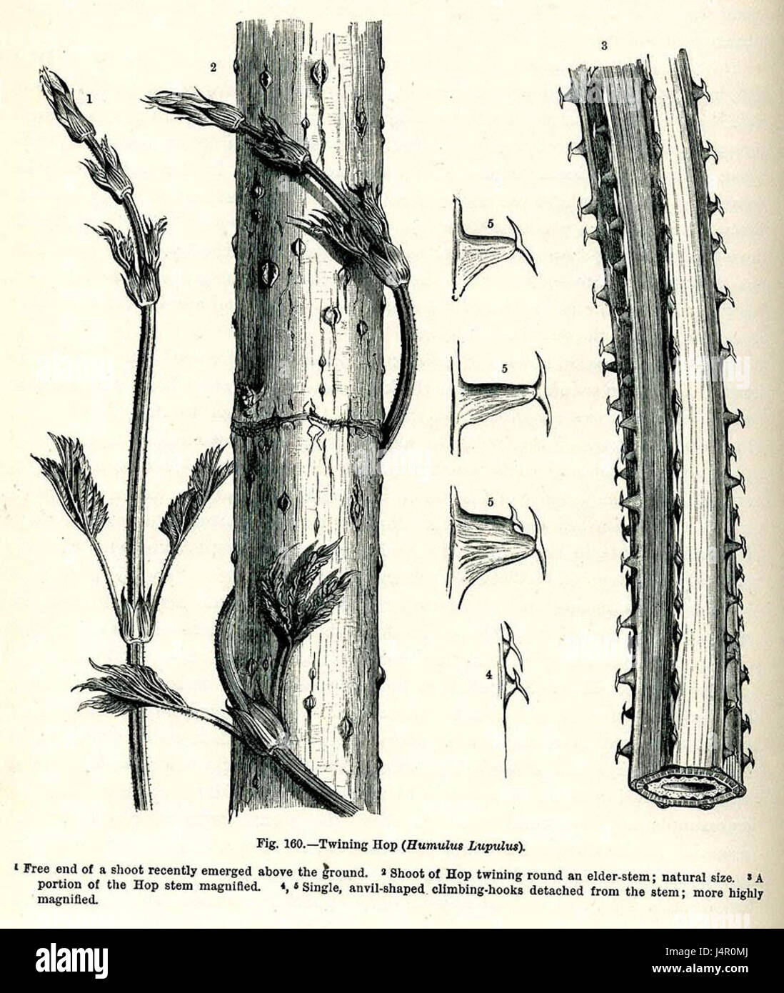 Twining Hop (Humulus lupulus Stock Photo - Alamy