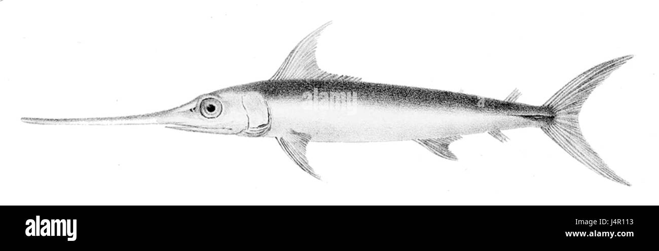 Juvenile Swordfish
