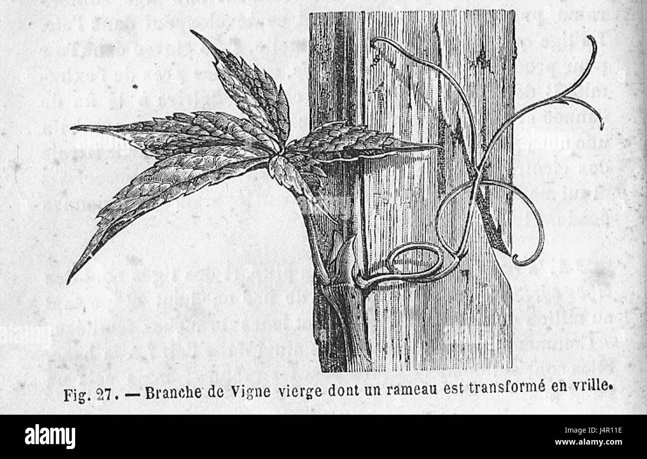 Vigne vierge hi-res stock photography and images - Alamy