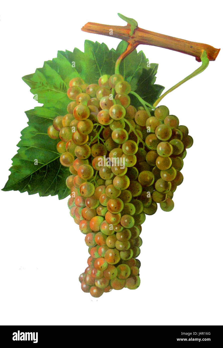 Ugni blanc vineyard cognac hi-res stock photography and images - Alamy
