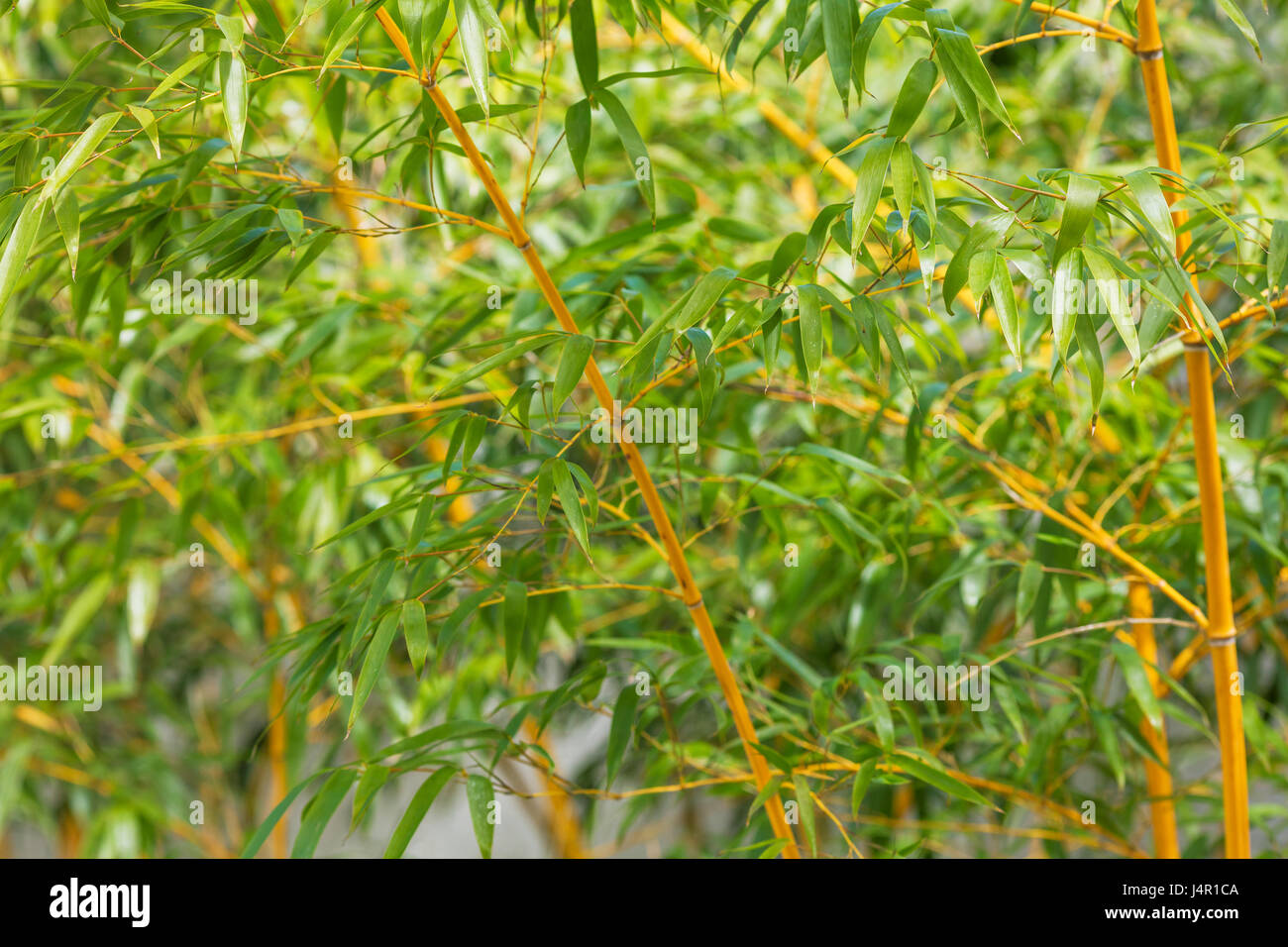 Bamboo tree close up view natural background Stock Photo - Alamy