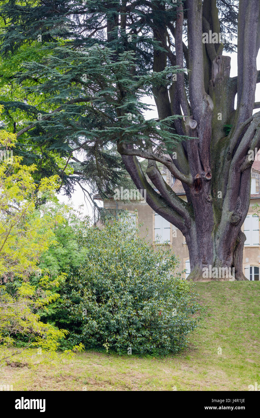 View on cedar tree at summer day Stock Photo - Alamy