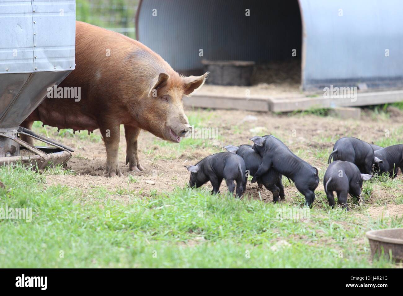 Momma pig and piglet hi-res stock photography and images - Alamy