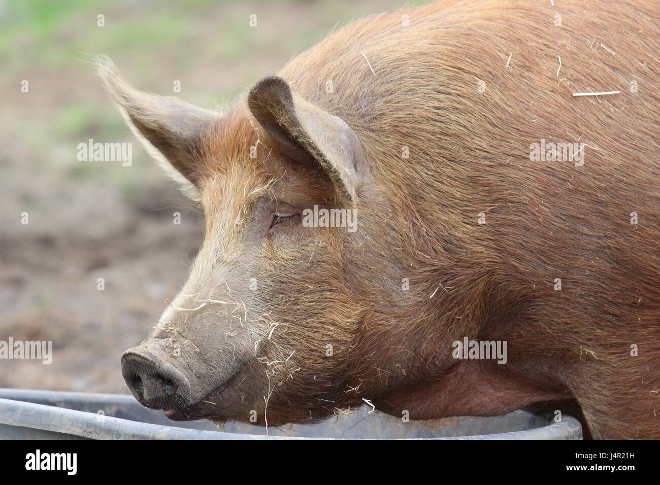 Little piglets outside in a farmyard Stock Photo - Alamy