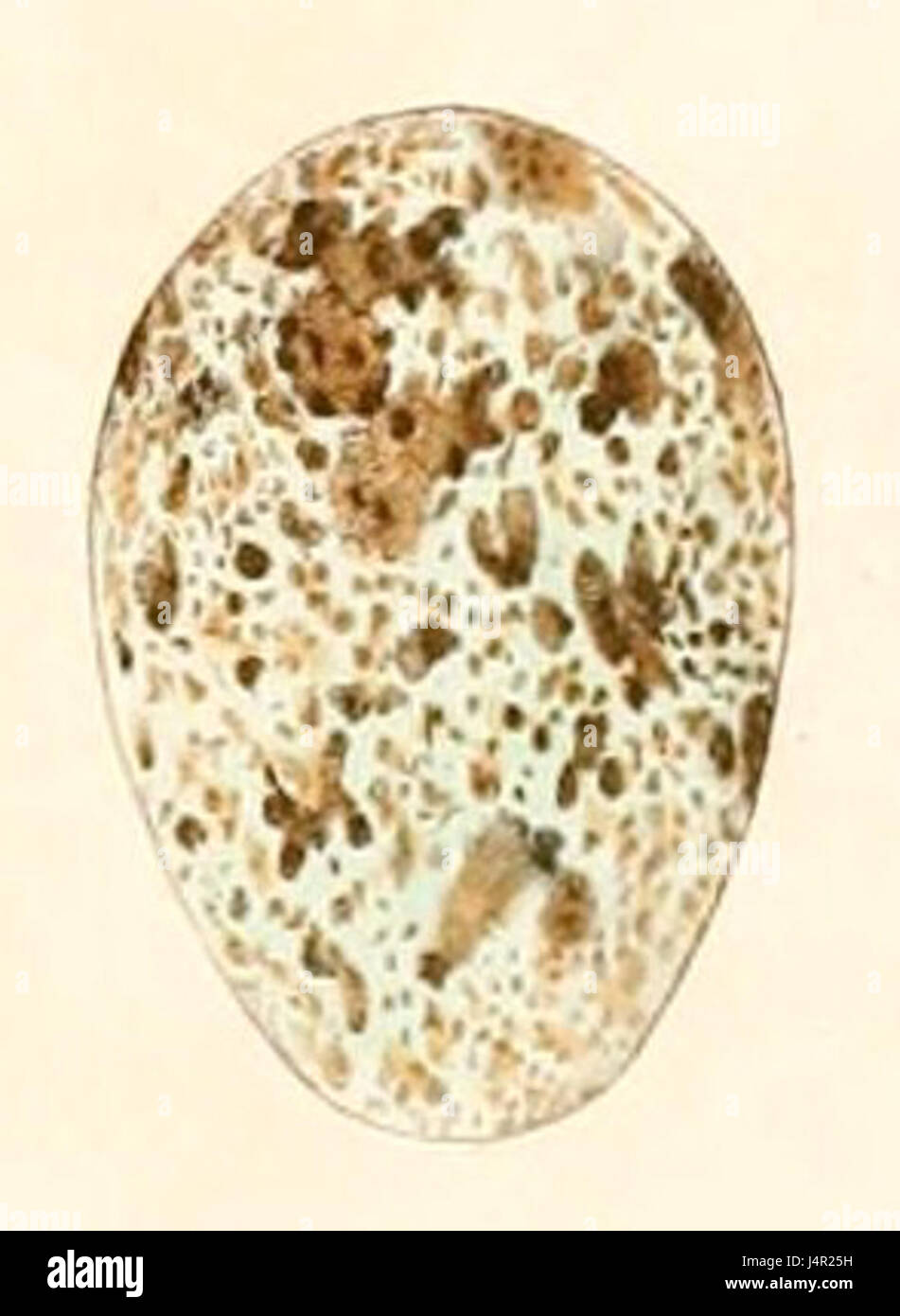 This image represents an egg of Turdus rufiventris, also known as the ...