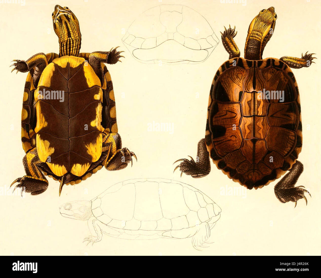 Trachemys dorbigni dorbigni hi-res stock photography and images - Alamy