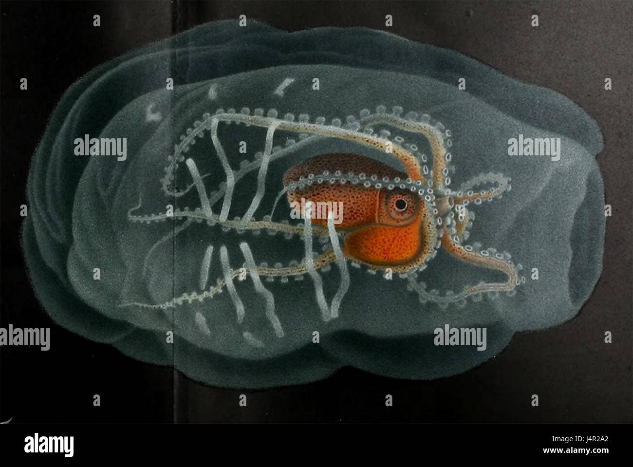 Tuberculate Pelagic Octopus Stock Photo - Alamy