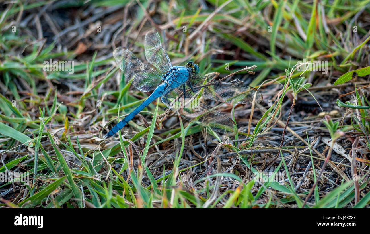 Blue Dragon Fly resting on the Grass Stock Photo - Alamy