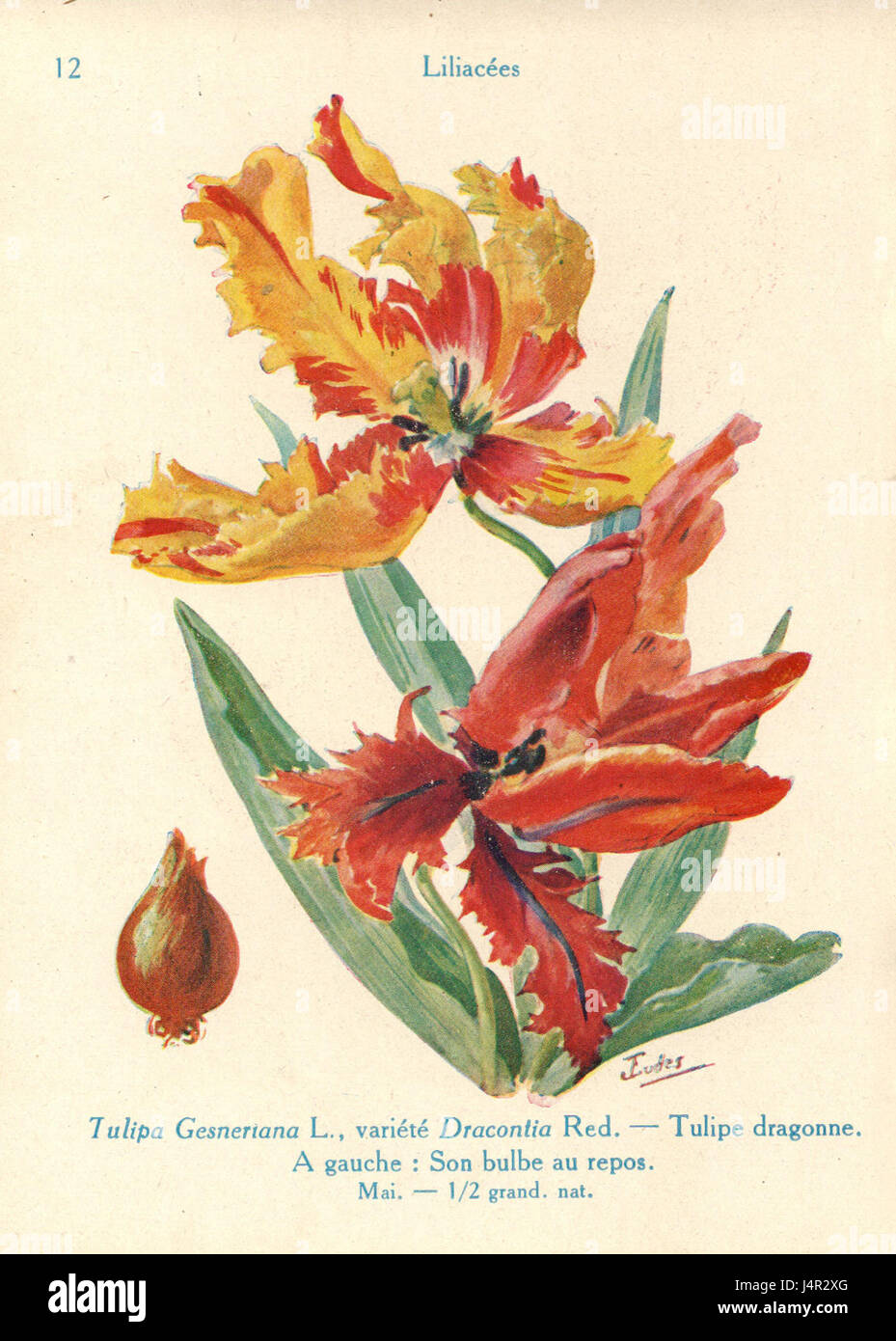 Tulipe dragonne is a specific variety of tulip, known for its ...