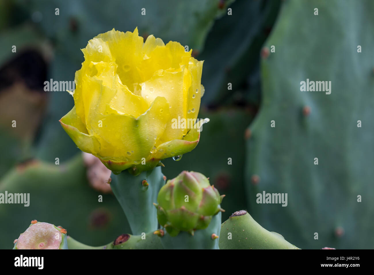 Driping water hi-res stock photography and images - Alamy