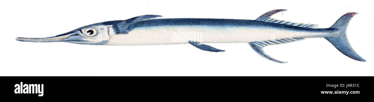 Tylosurus crocodilus hi-res stock photography and images - Alamy