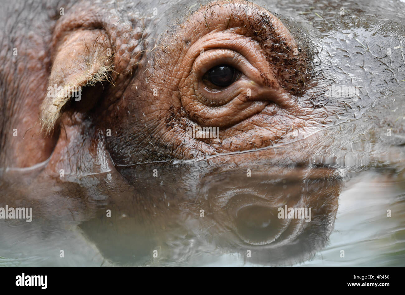Hippo lady 'Petra' (Hippopotamus amphibius), photographed in her ...