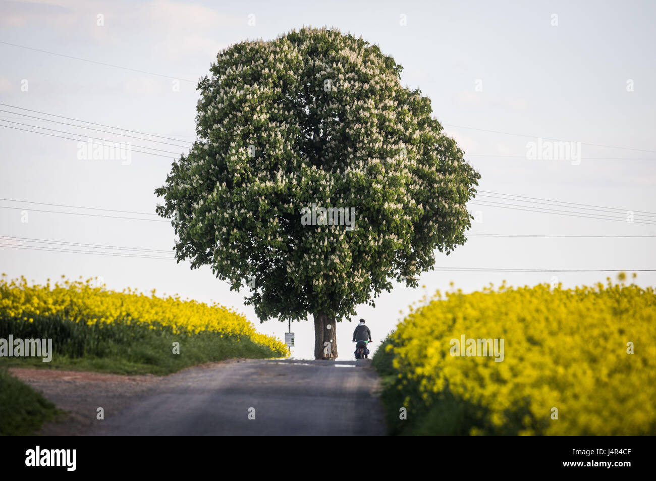 A chestnut tree blossoms in the middle of the Luther Way 1521 near Ober ...