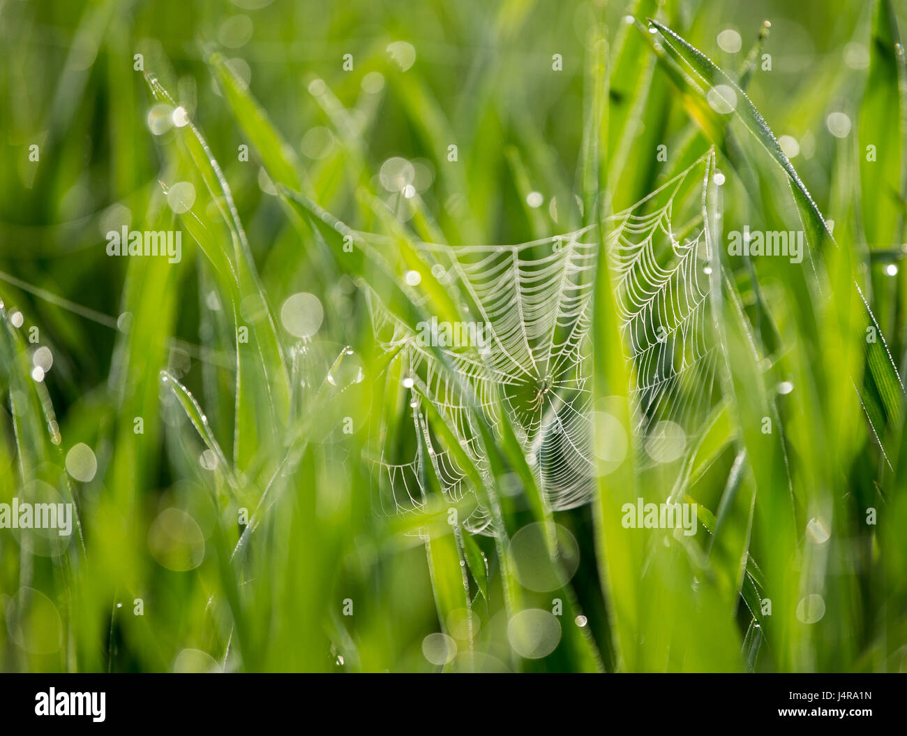 Sieversdorf, Germany. 14th May, 2017. A spider's web covered in fresh ...