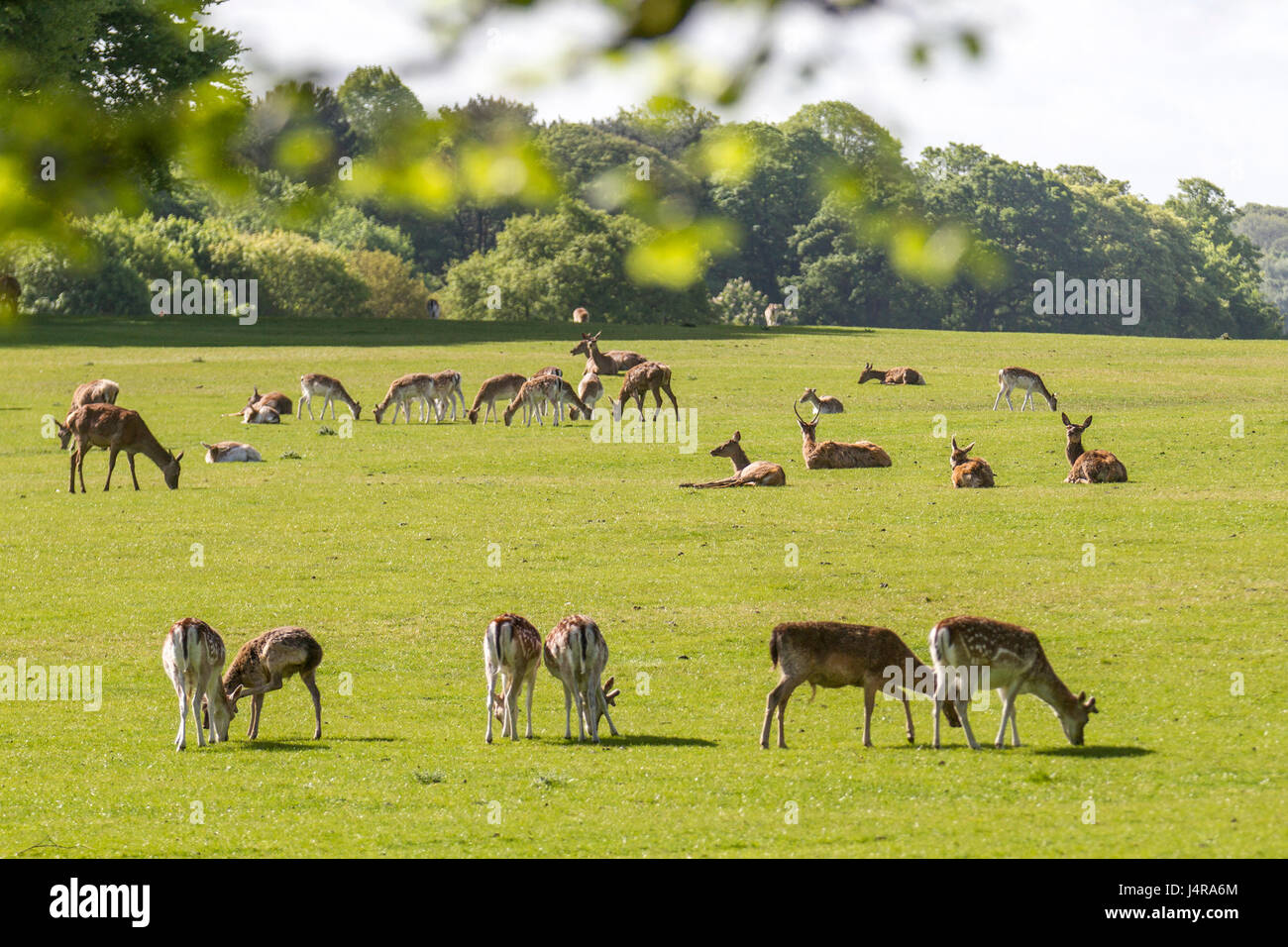 Knutsford, Cheshire, UK. Warm sunshine for deer in the grounds of ...