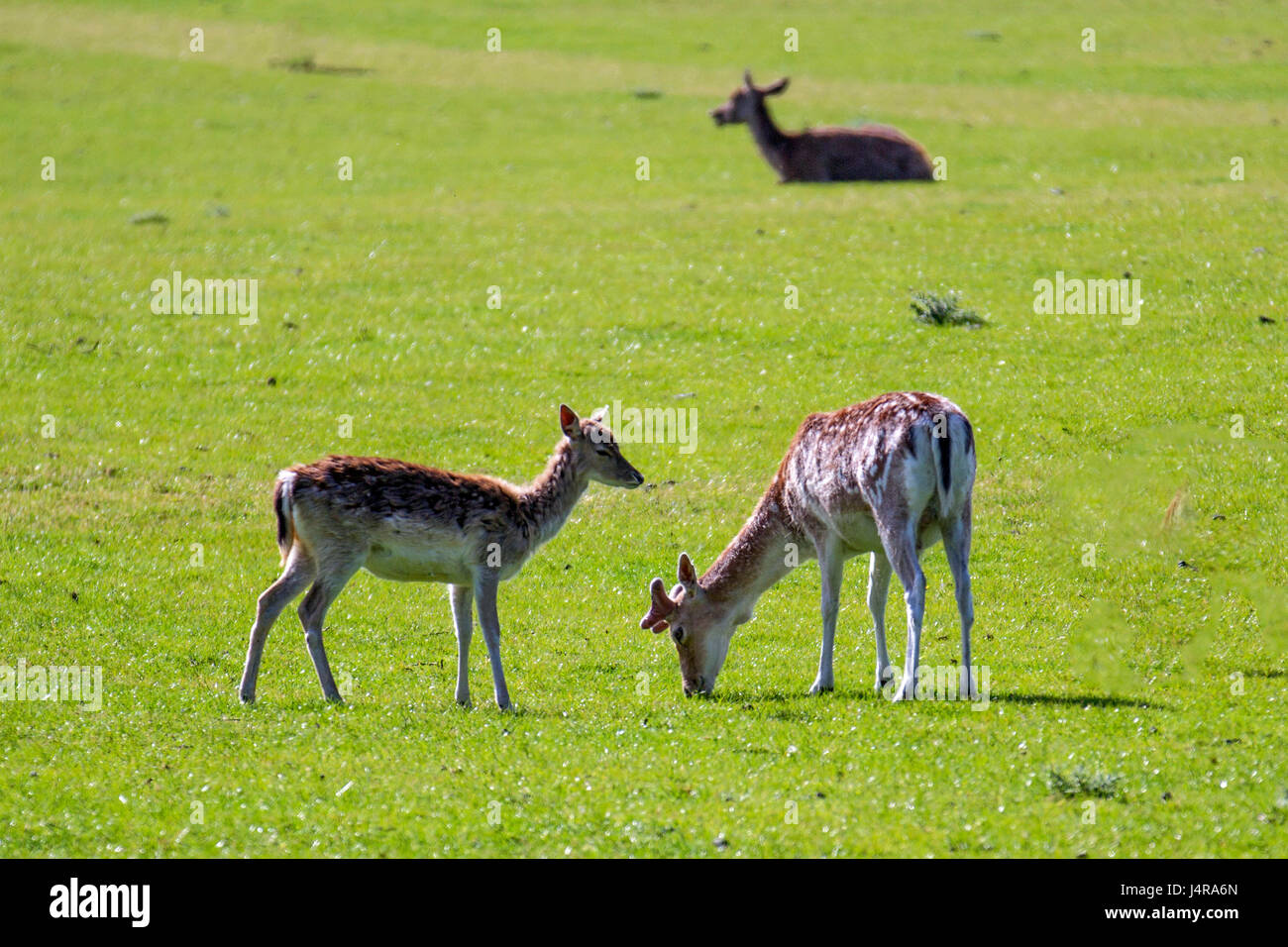 Tatton park woodland hi-res stock photography and images - Alamy